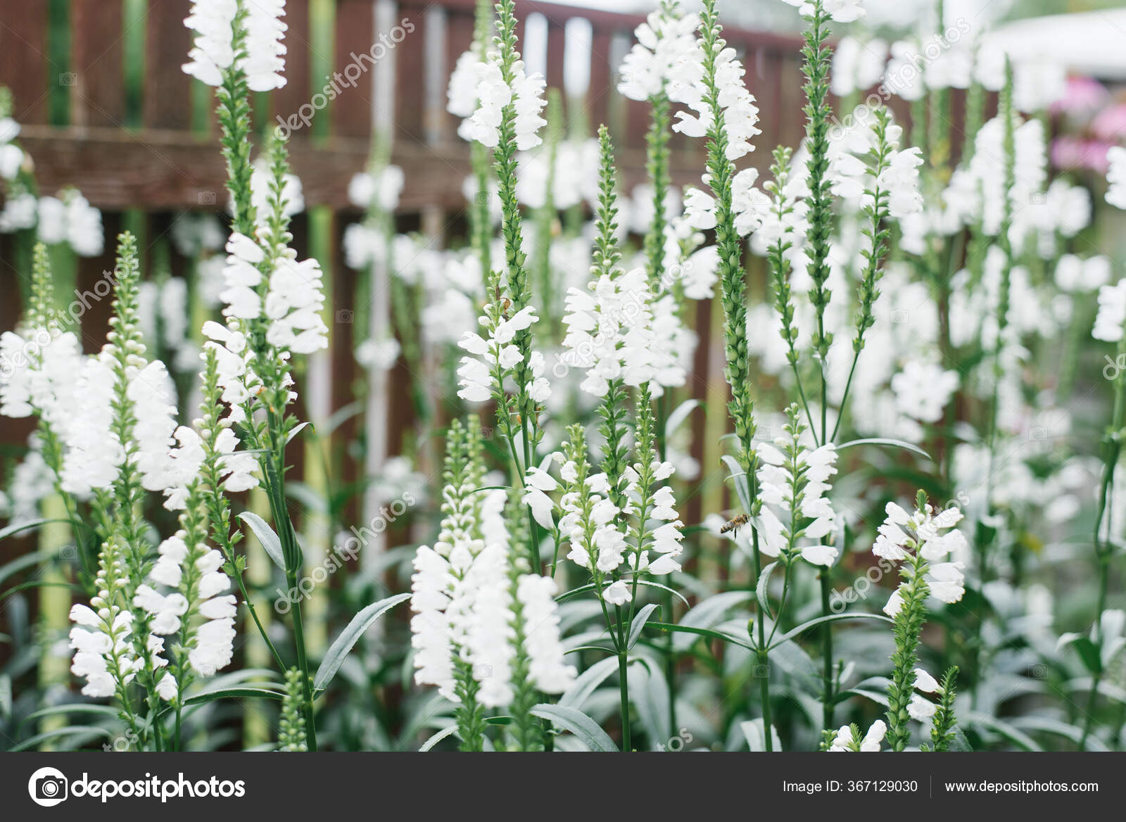 Obedient Plant White