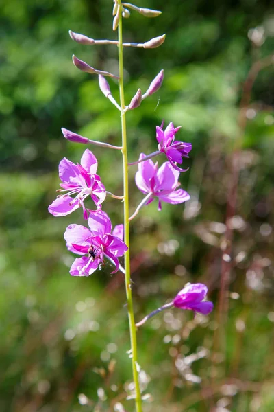 Chamaenerion Angustifolium Natural Background Fireweed Great Willowherb Rosebay Willowherb ...