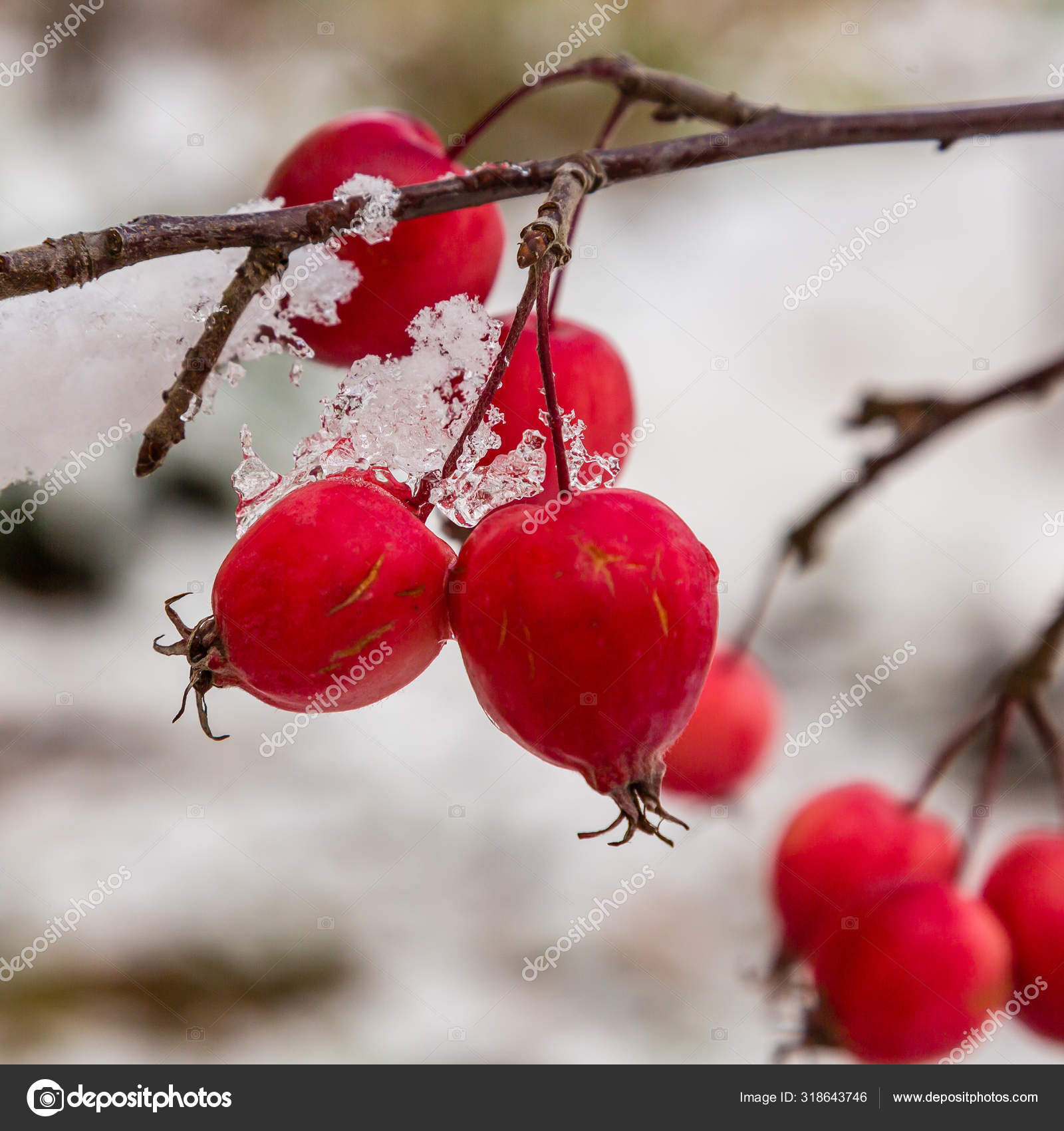 Red Berries Branches Snow Winter Garden Feed Birds Winter Stock Photo ...