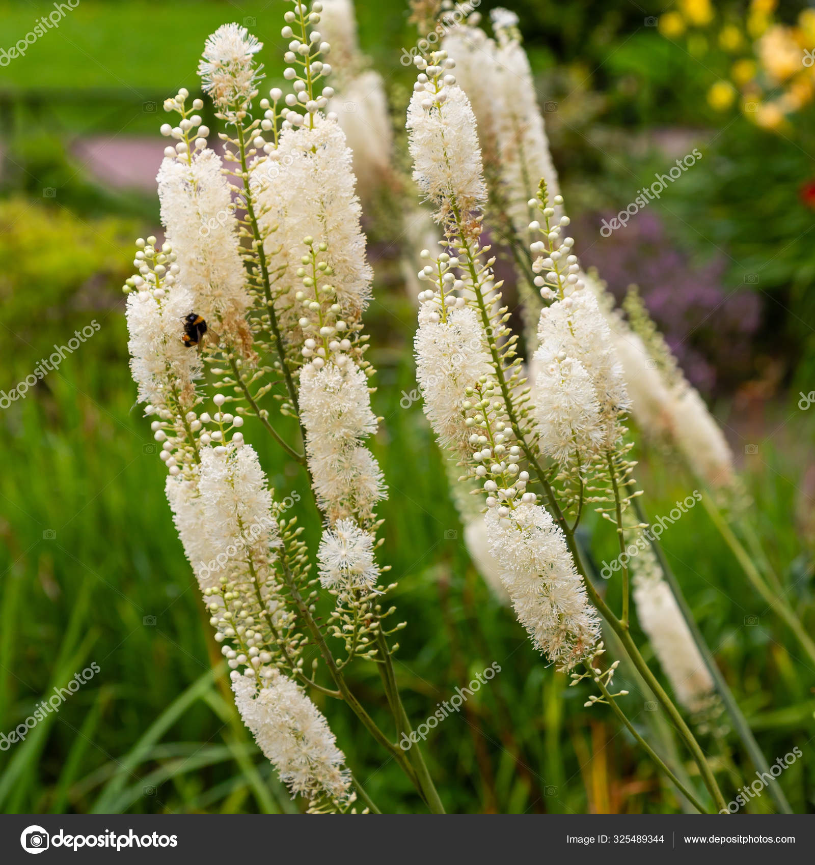 Actaea Heracleifolia Garden Growing Medicinal Plants Garden White ...