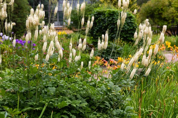 Actaea Heracleifolia Garden Growing Medicinal Plants Garden White ...