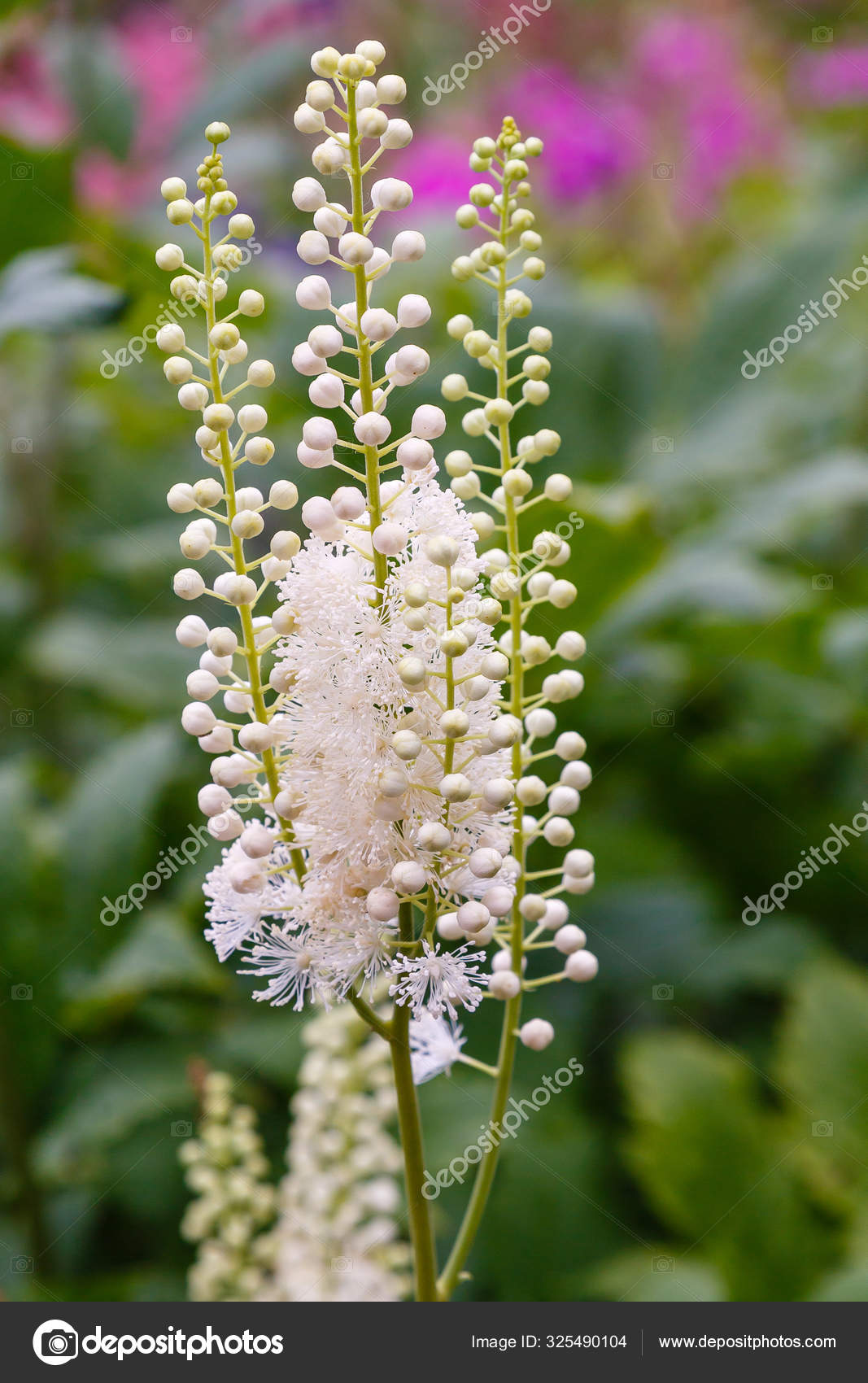 Actaea Heracleifolia Garden Growing Medicinal Plants Garden White ...