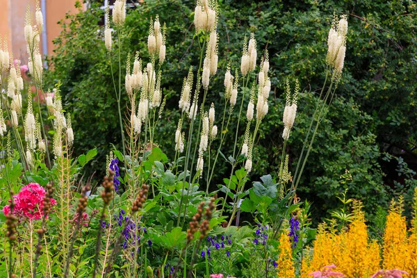 Actaea Heracleifolia Garden Growing Medicinal Plants Garden White ...