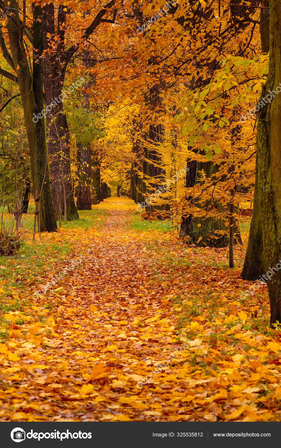 Autumn Landscape Beautiful Colored Trees Park Pathway Forest Park ...