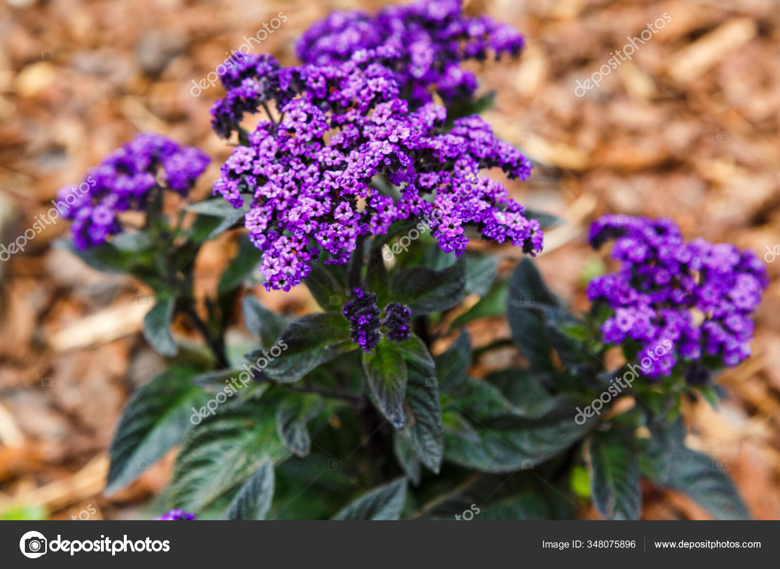 Heliotropium Arborescens Scentropia Garden Heliotrope Heliotropium ...