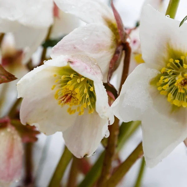 Helleborus flowers Stock Photos, Royalty Free Helleborus flowers Images ...