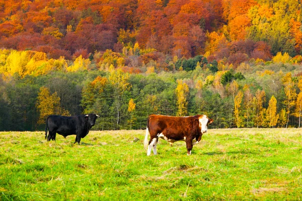 Cows grazing fall Stock Photos, Royalty Free Cows grazing fall Images ...