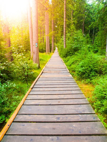 Wooden path Stock Photos, Royalty Free Wooden path Images | Depositphotos