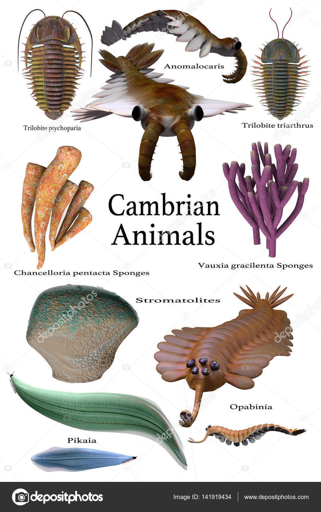 Cambrian Animals Collection — Stock Photo © CoreyFord #141919434