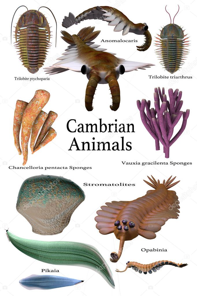 Cambrian Animals Collection — Stock Photo © CoreyFord #141919434