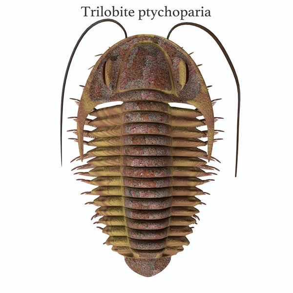 Trilobit stock fotografie, royalty free Trilobit obrázky | Depositphotos
