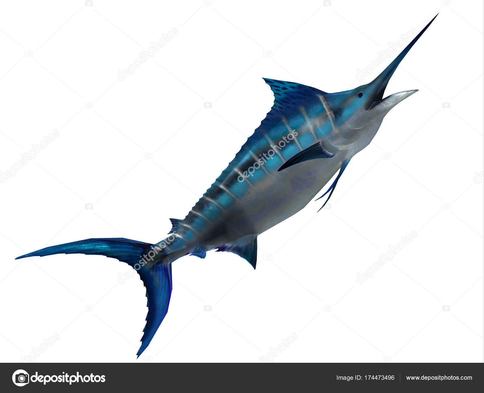 Predator Marlin Fish Stock Photo by ©CoreyFord 174473496