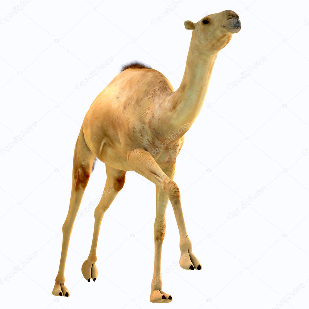 Camelops era un animal herbívoro tipo camello que vivió en América del ...