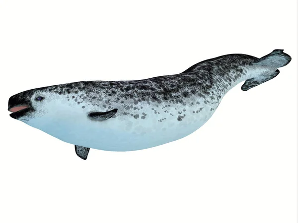 Diente de ballena fotos de stock, imágenes de Diente de ballena sin ...