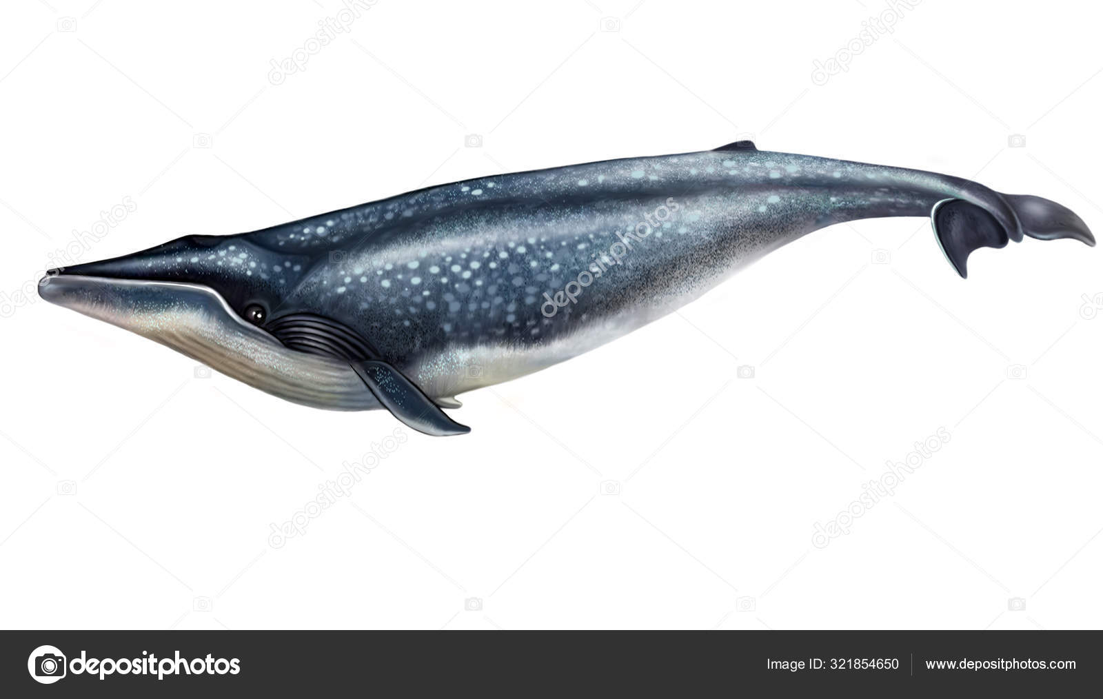 Gambar Paus Biru Ilustrasi Terisolasi Pada Latar Belakang Putih — Foto ...