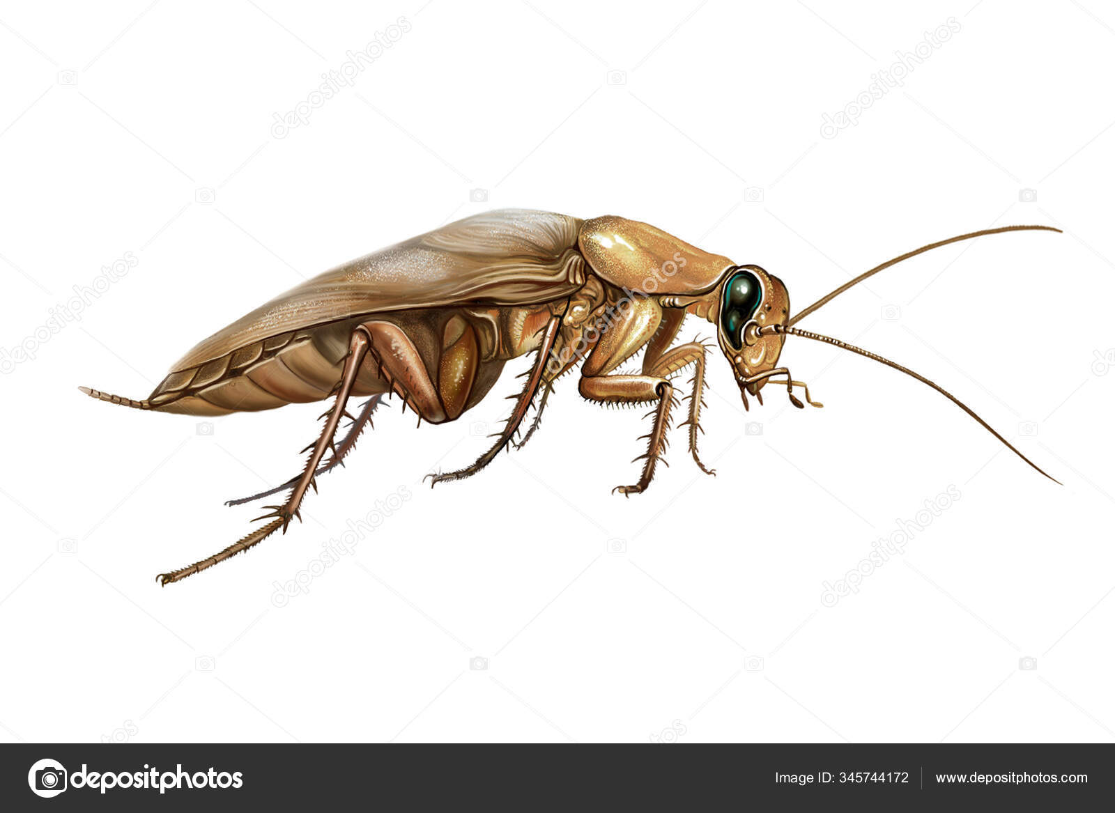 Realistic Drawing Home Cockroach Illustration Insect Encyclopedia ...