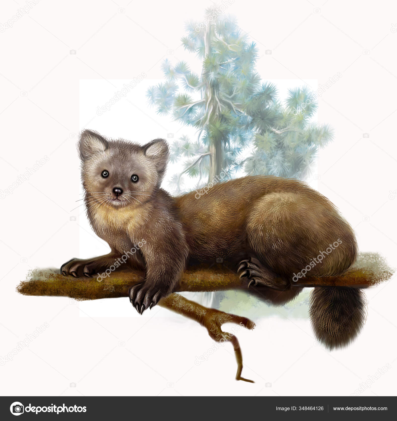 Pine Marten Drawing