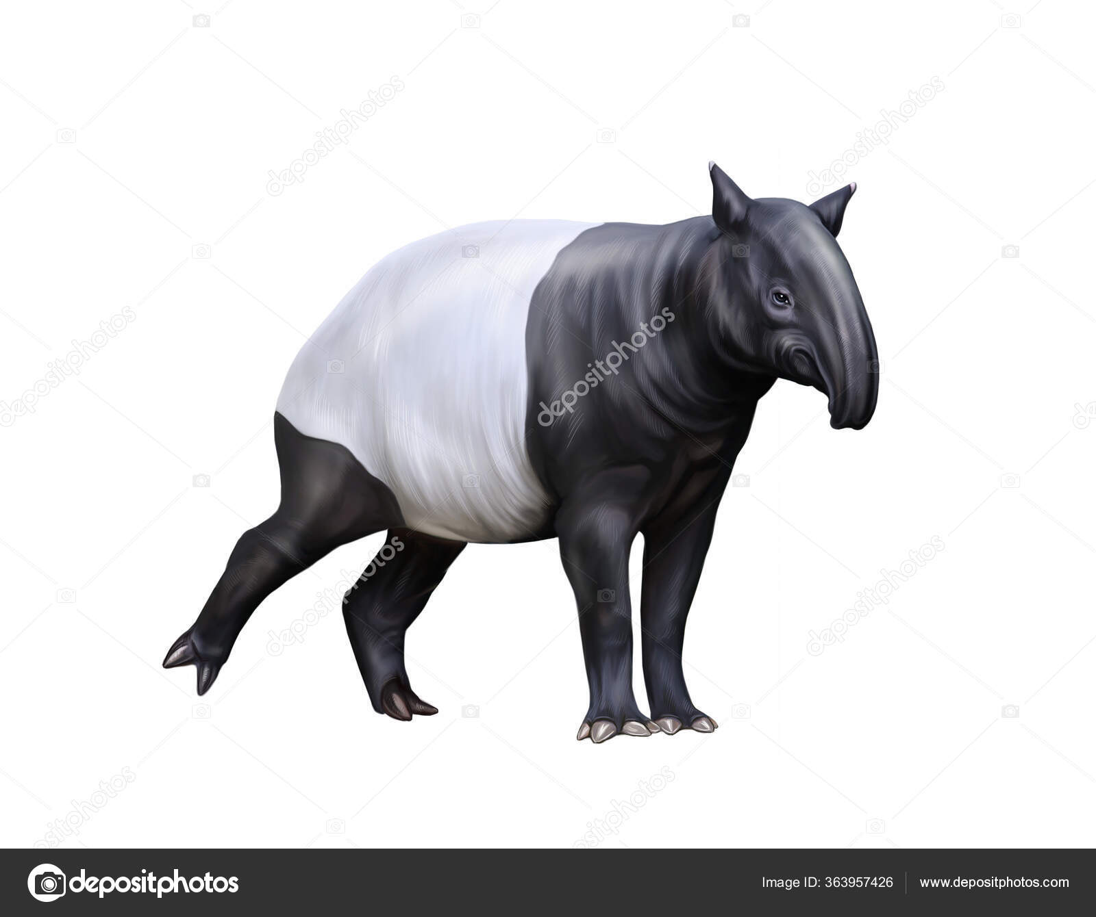 Tapirus Realistic Drawing Illustration Encyclopedia Tropical Animal ...