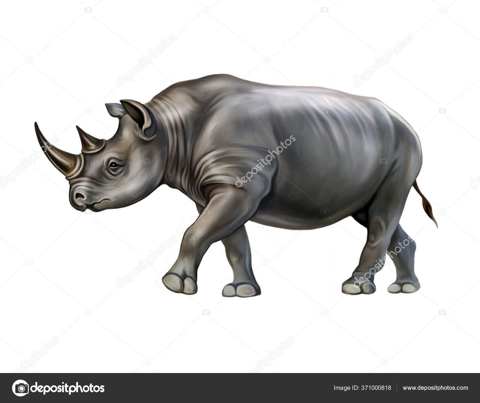 Realistic Rhinoceros Drawings