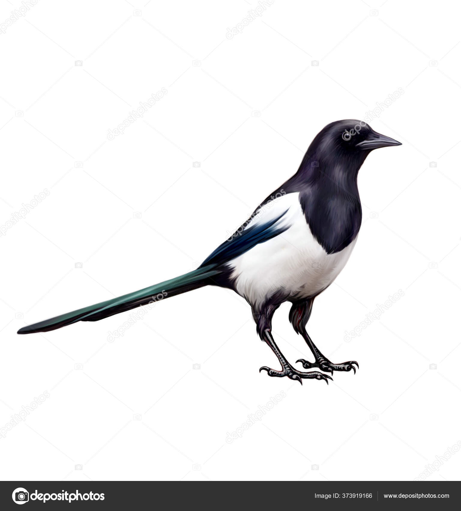 Magpie Pica Pica Realistic Drawing Illustration Bird Encyclopedia ...