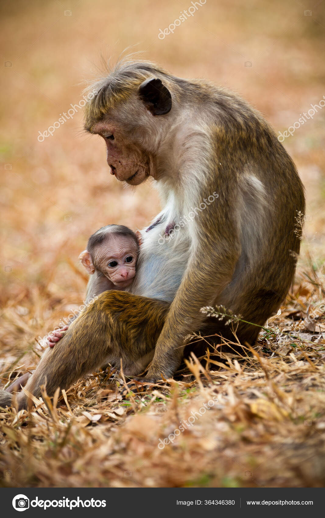 Monkey Mom Son Puppy Bonnet Macaque Monkeys Mother Young Children — Stock Photo ...