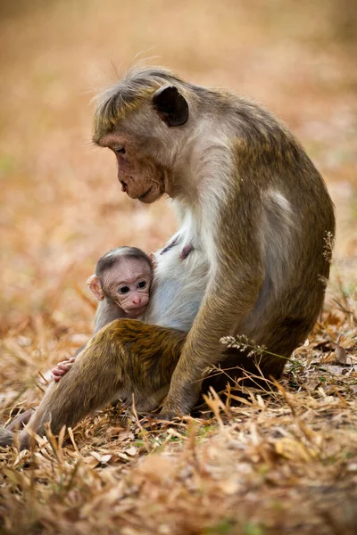 Monkey with baby Stock Photos, Royalty Free Monkey with baby Images | Depositphotos