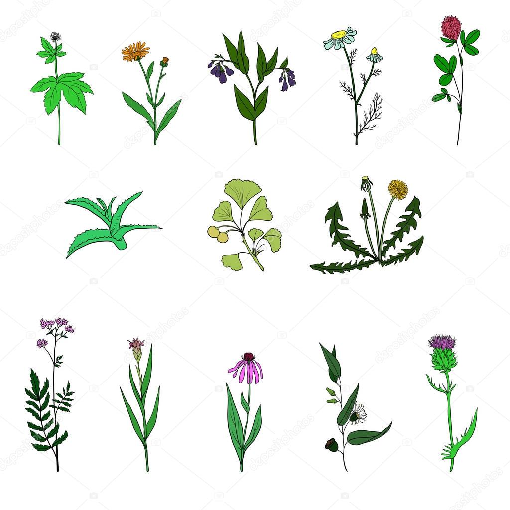 Vector conjunto de plantas medicinales Vector de Stock de ©cat_arch ...