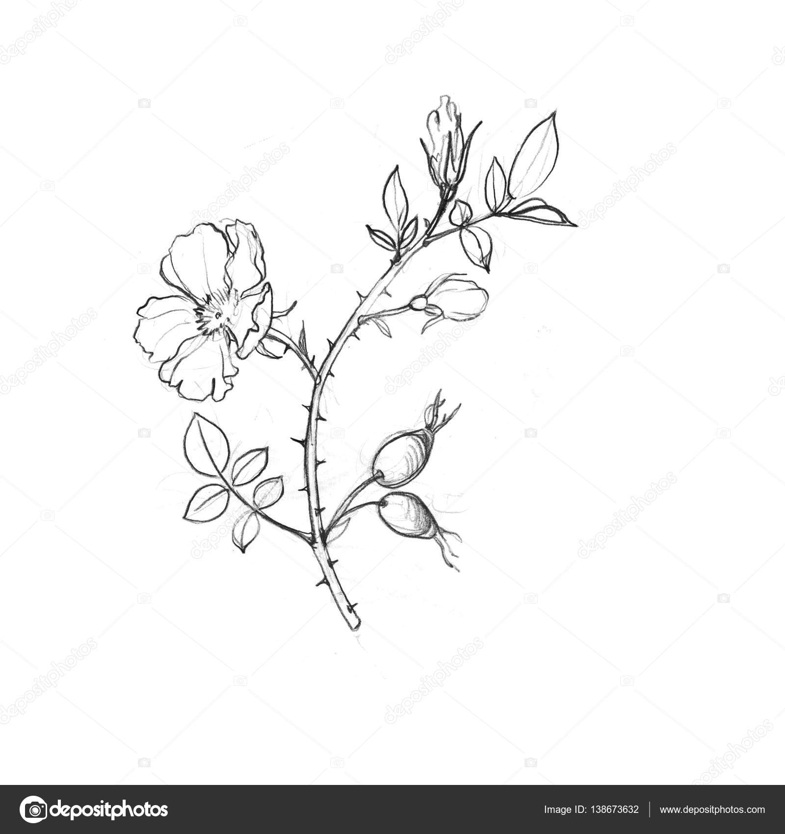 Wild rose tree branch with leaves and berries Stock Illustration by ...