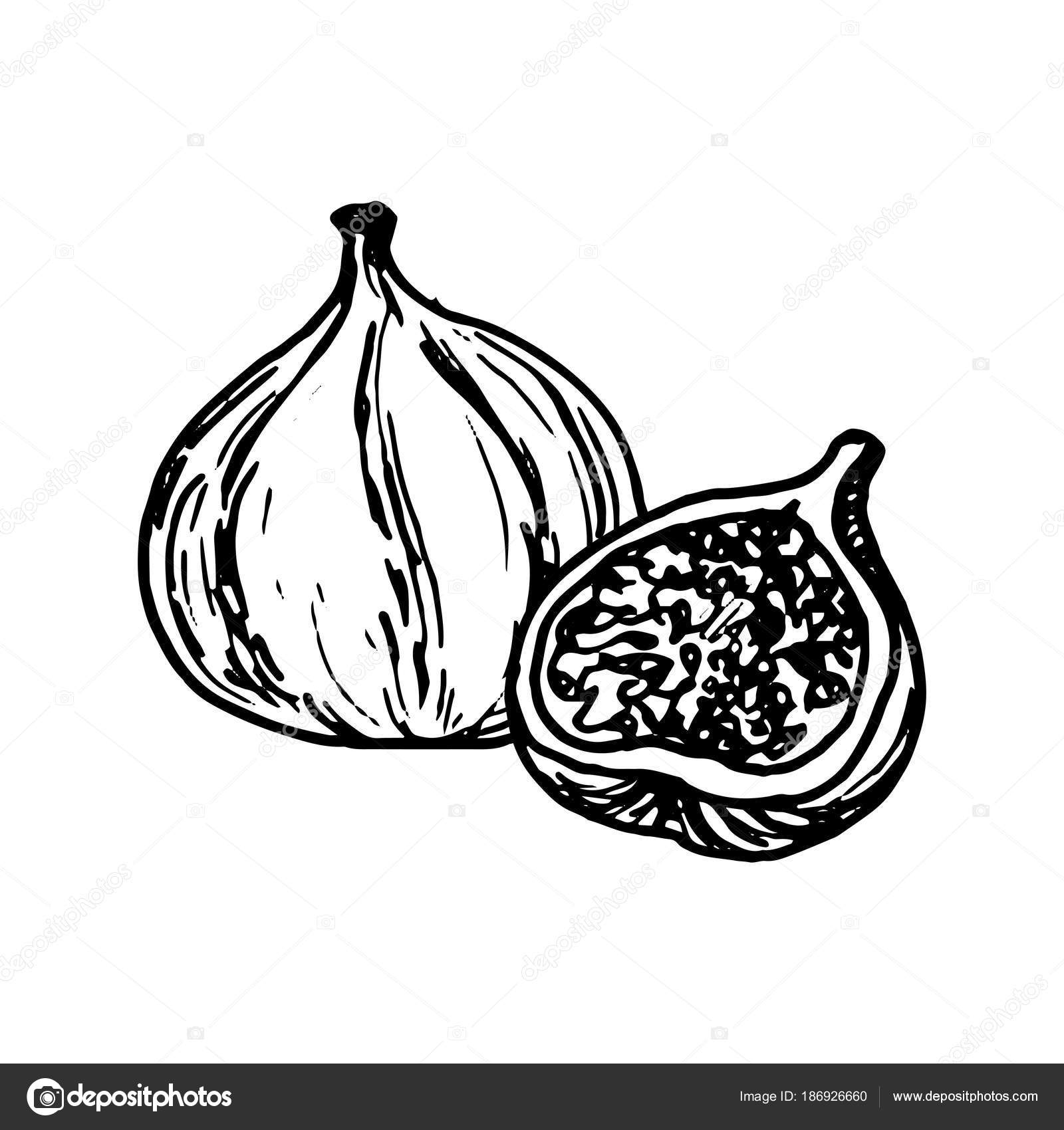 Vector ink drawing fig Stock Vector Image by ©cat_arch_angel #186926660