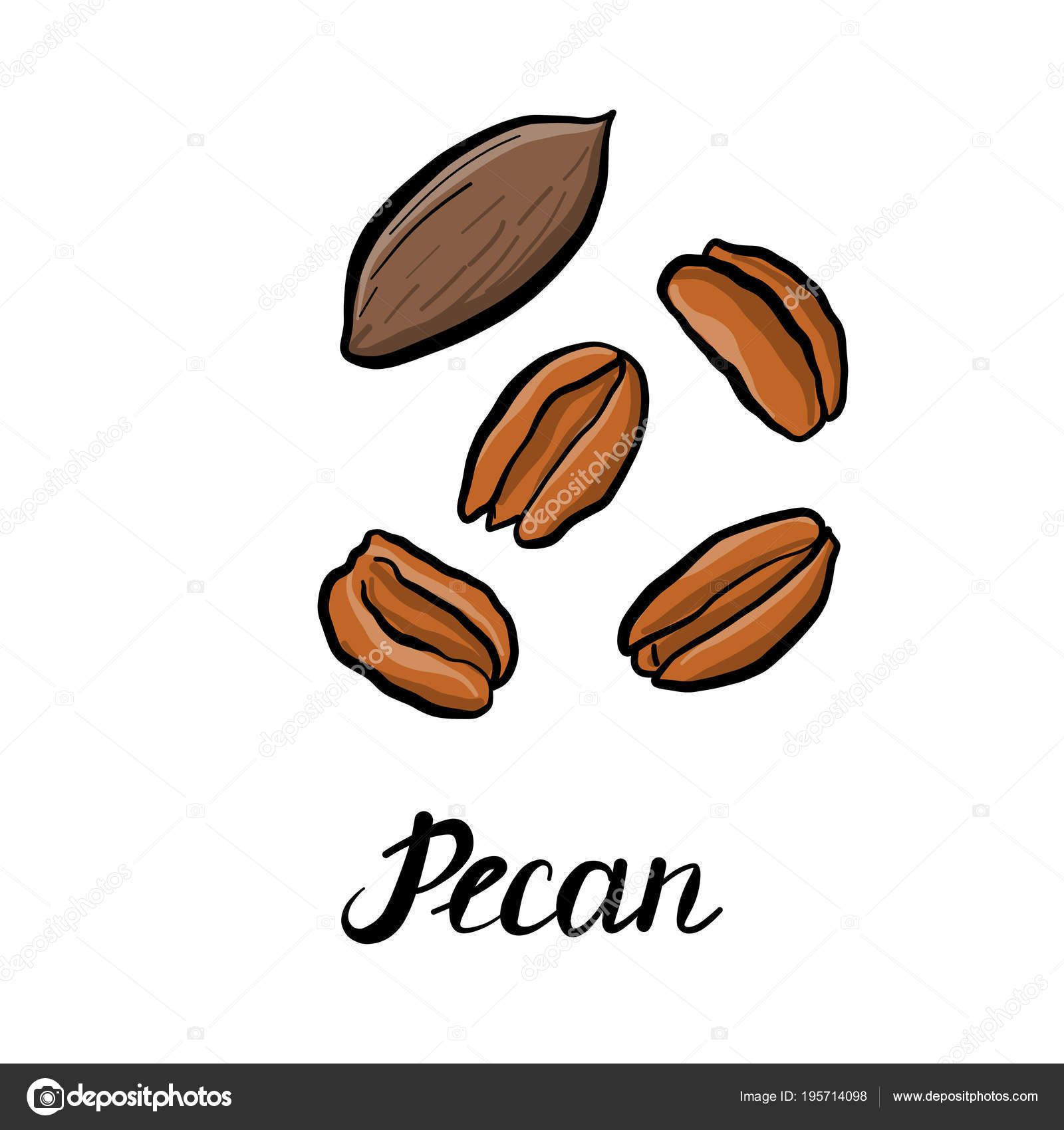 Vector drawing pecan Stock Vector Image by ©cat_arch_angel #195714098