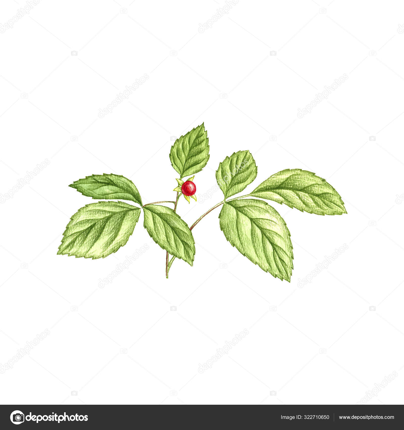 Stone bramble, drawing by colored pencils Stock Photo by ©cat_arch ...