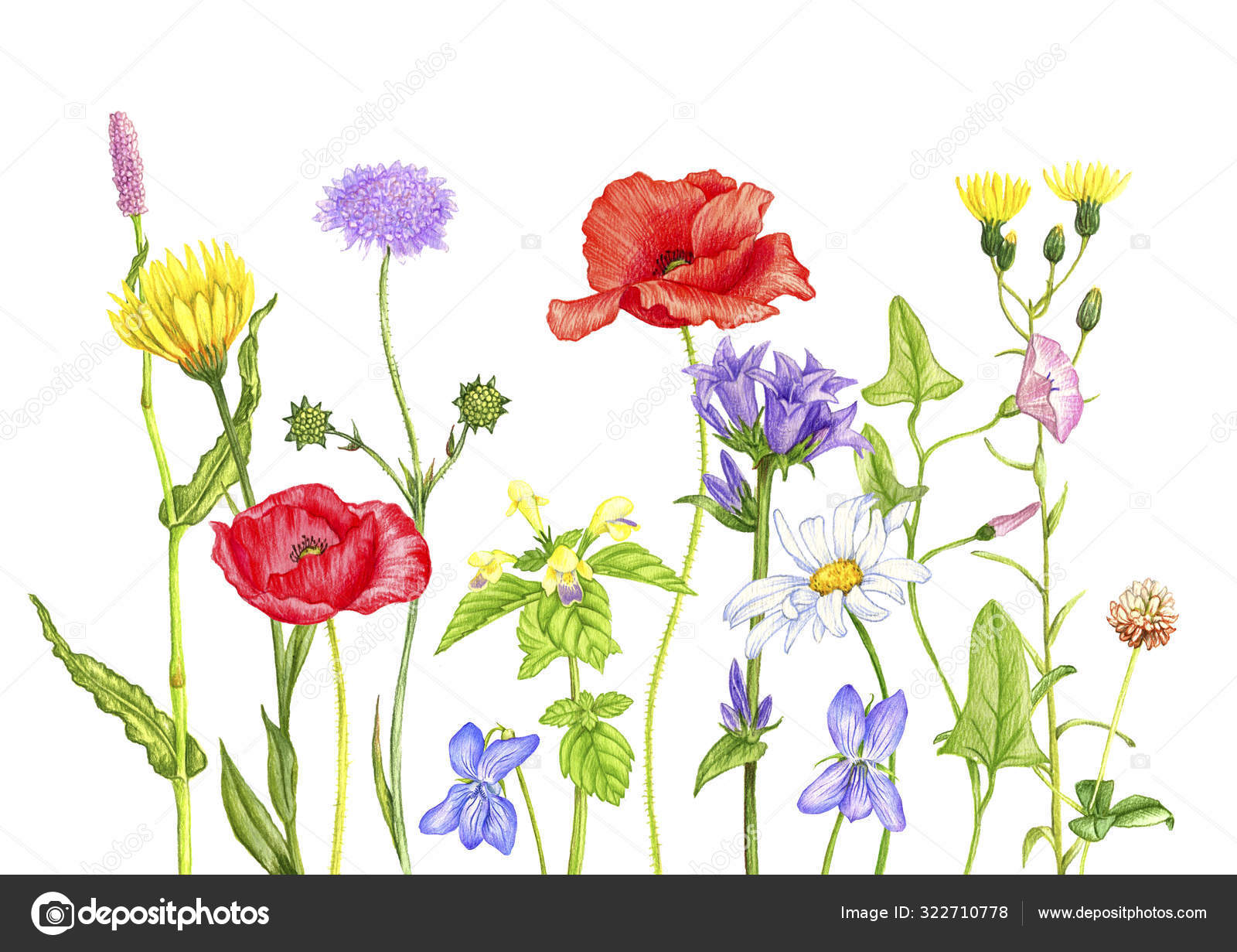 Vilde planter og blomster, tegning af farvede blyanter ...