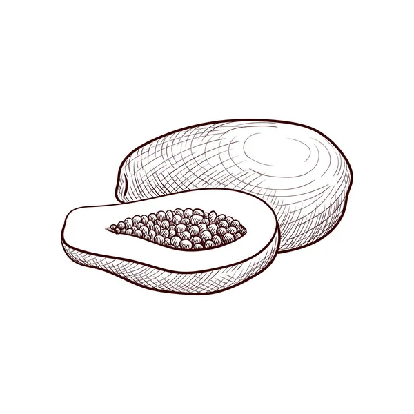 Papaw Stock Vectors, Royalty Free Papaw Illustrations | Depositphotos®