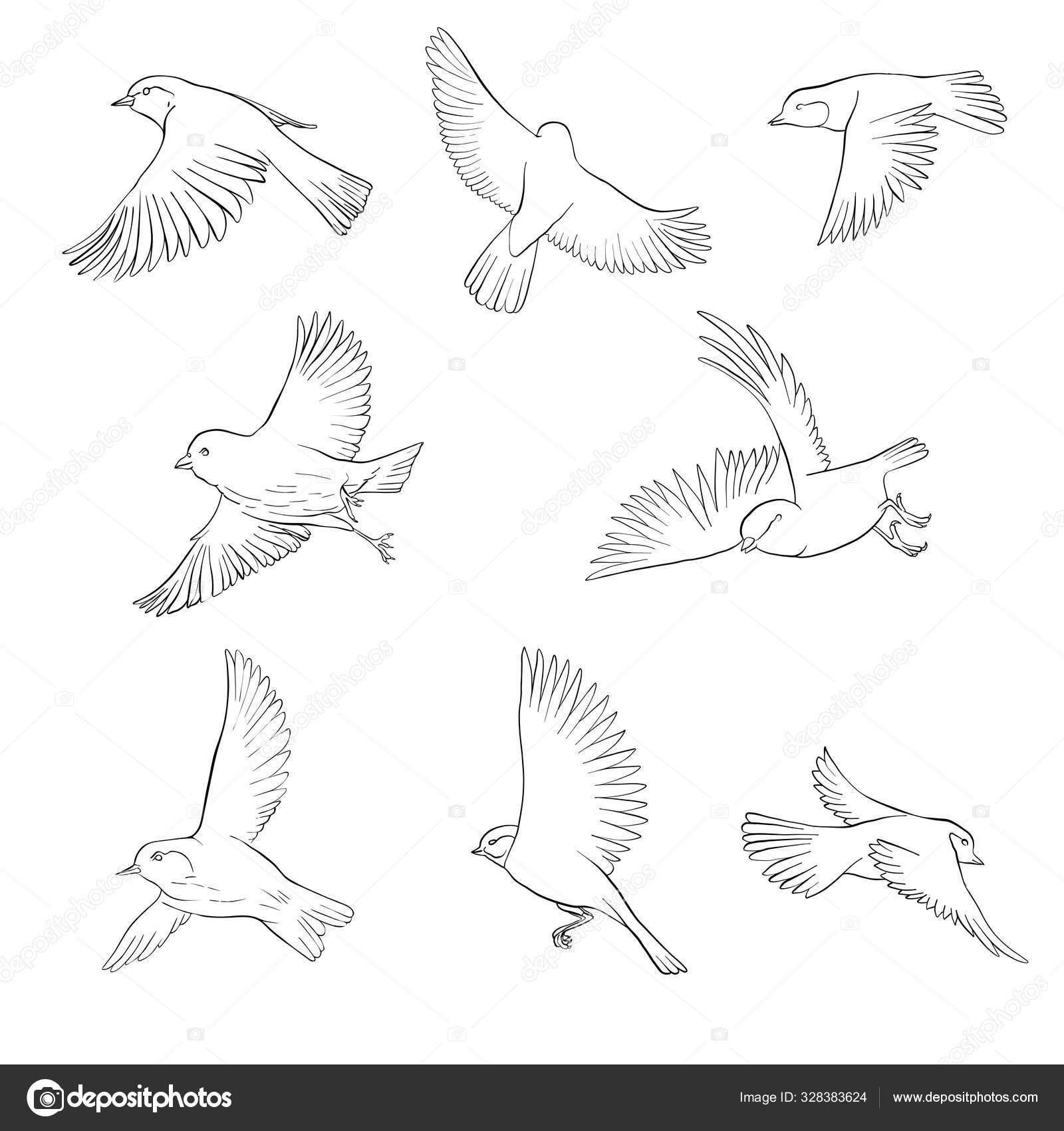 Birds Flying Drawing