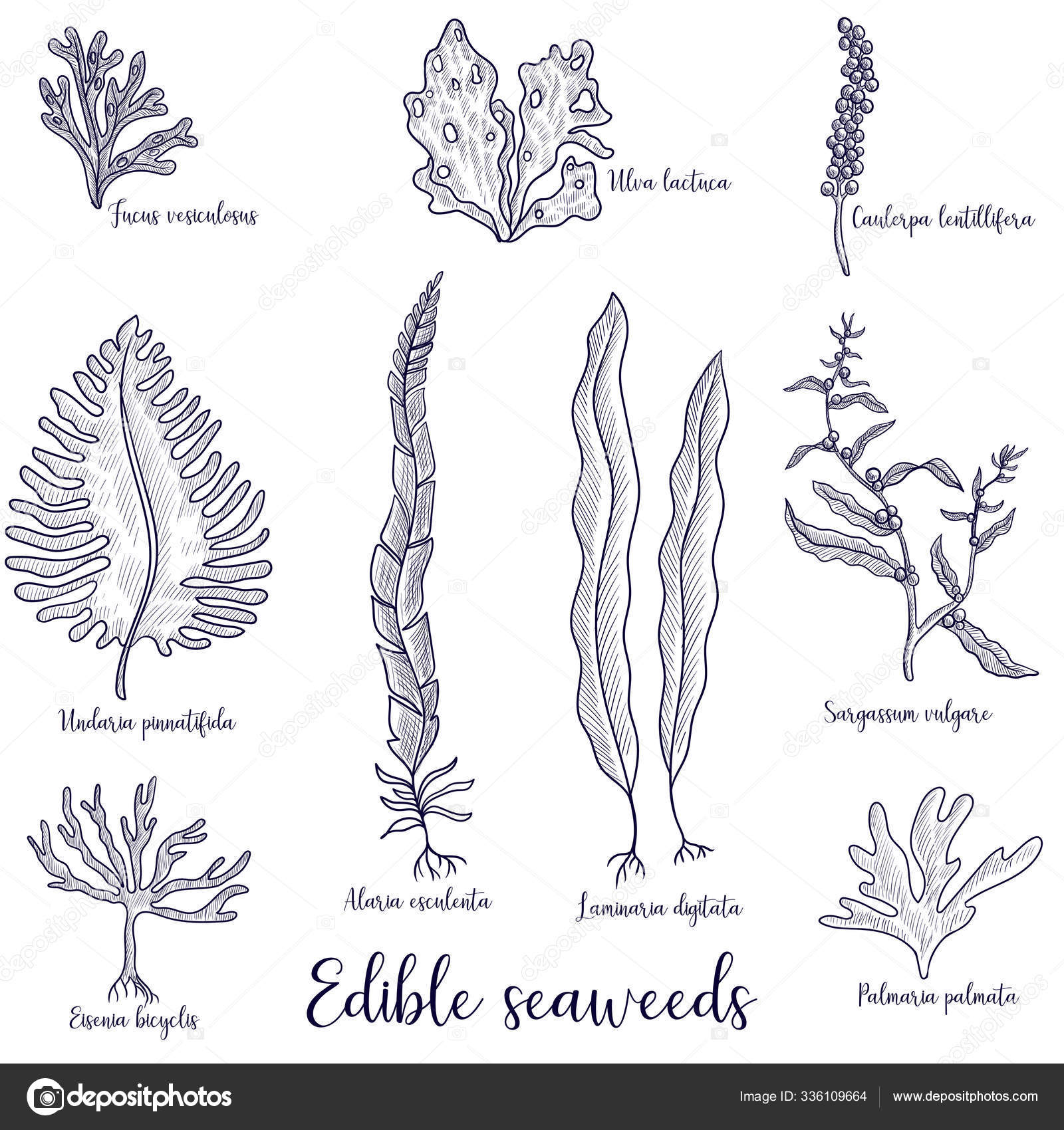 Fucus Labelled Diagram