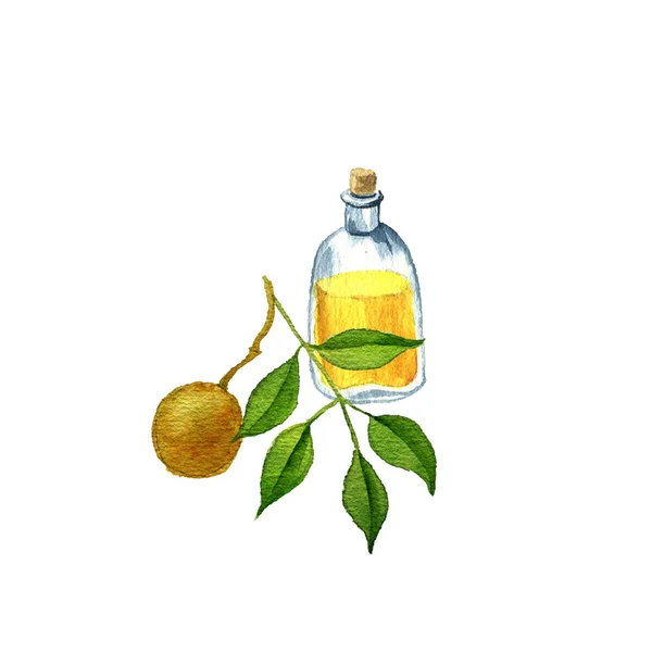 Watercolor drawing marula branch Stock Illustration by ©cat_arch_angel ...