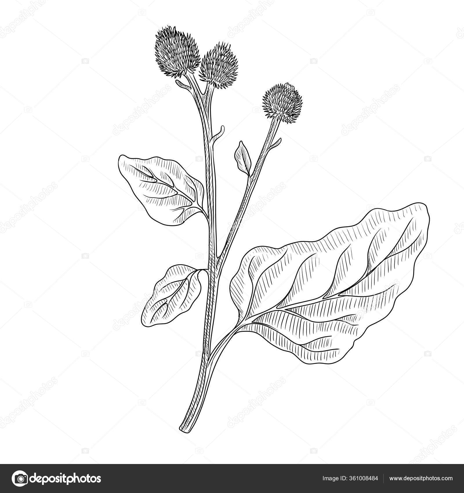 Vector drawing burdock Stock Vector Image by ©cat_arch_angel #361008484