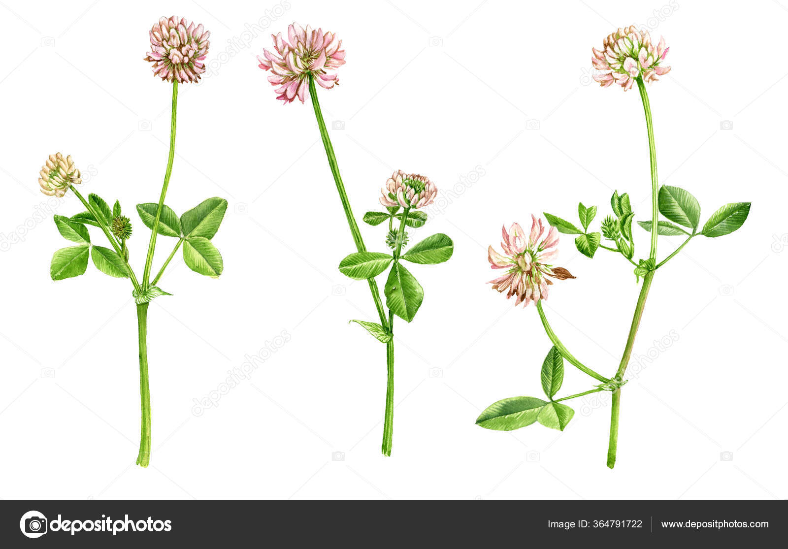 Clover Flower Drawing