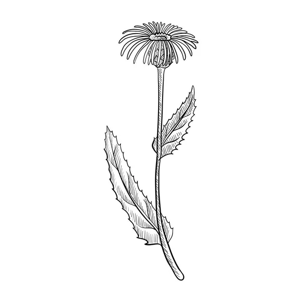 Vector drawing dandelion Stock Vector Image by ©cat_arch_angel #389950446