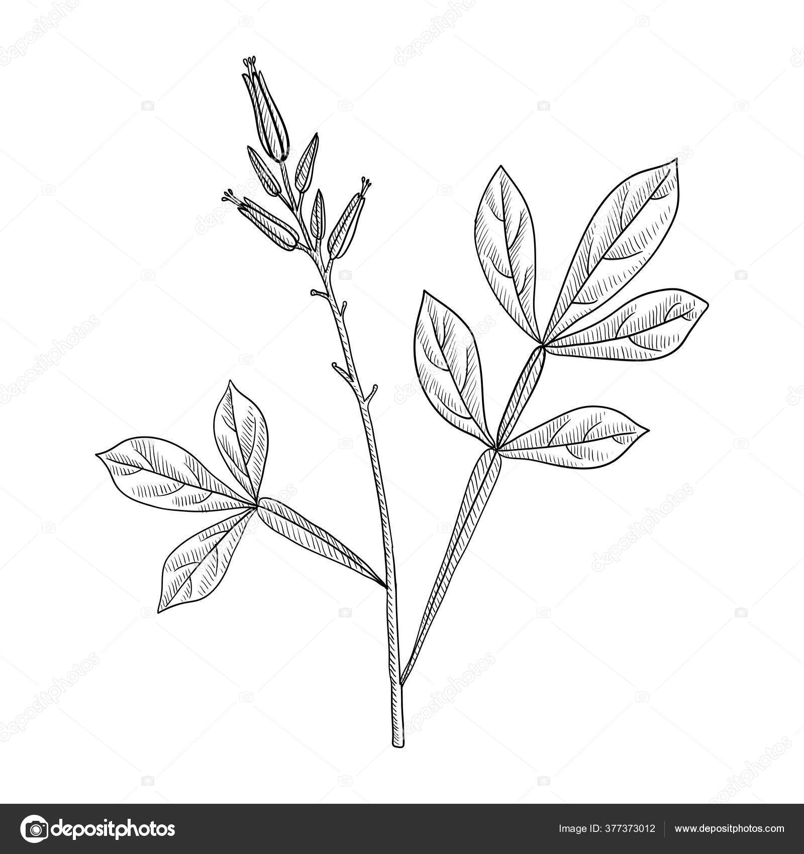 Vector dibujo amargo, madera amarga Vector de stock #377373012 de ©cat ...