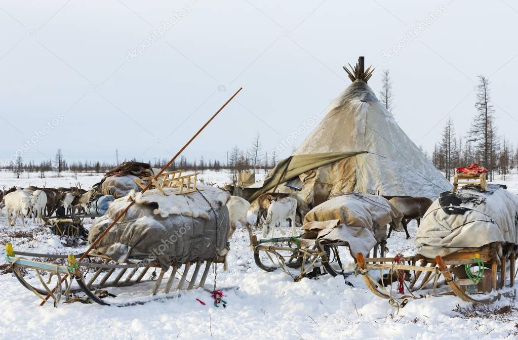 Camp of nomadic tribe in the polar tundra at a frosty day, chum, sled ...