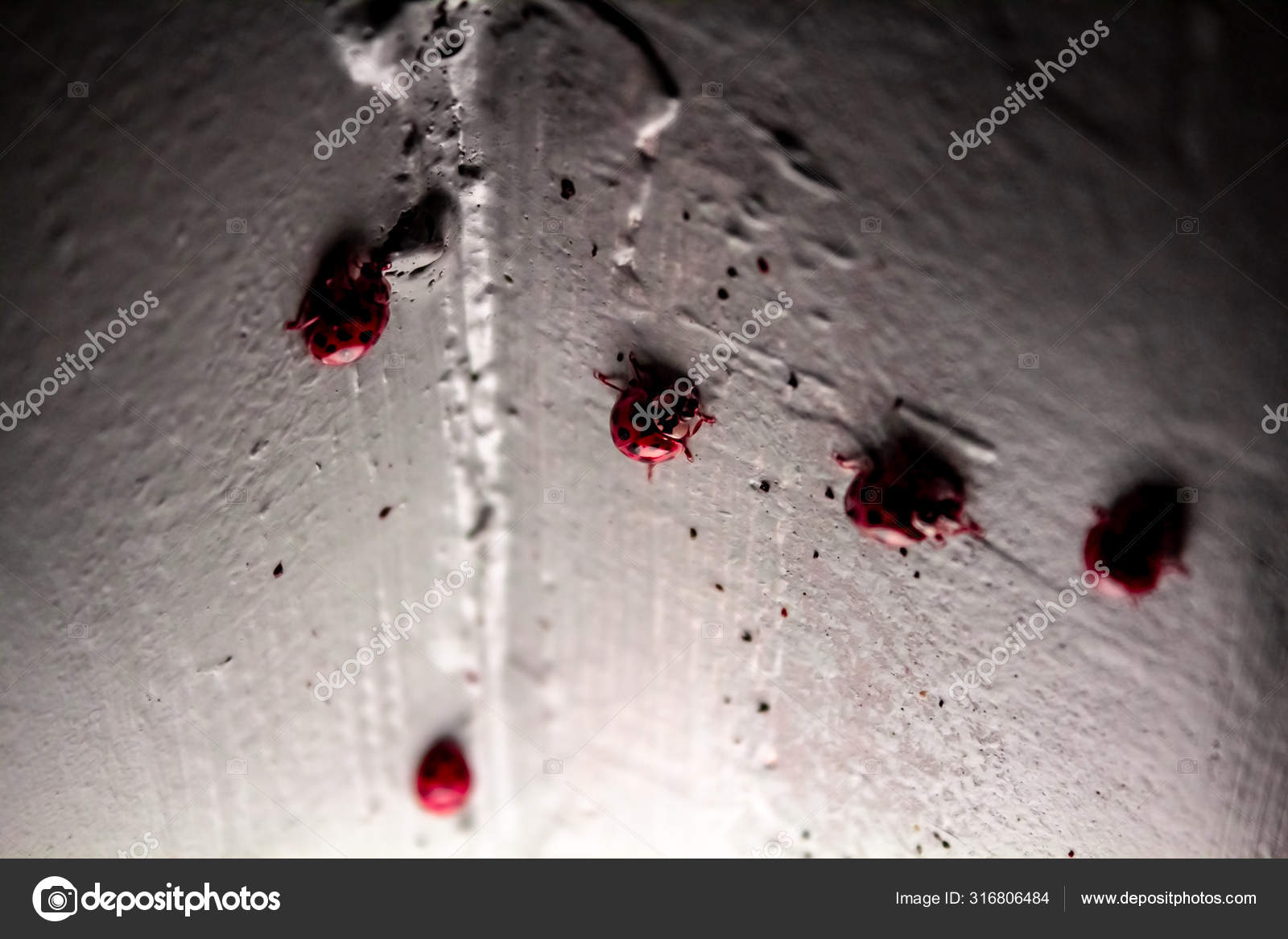A cluster of vibrant red ladybug beetles climb the corner of a w ...