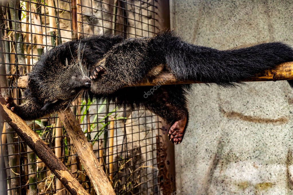 Gato oso hembra en una rama 2024