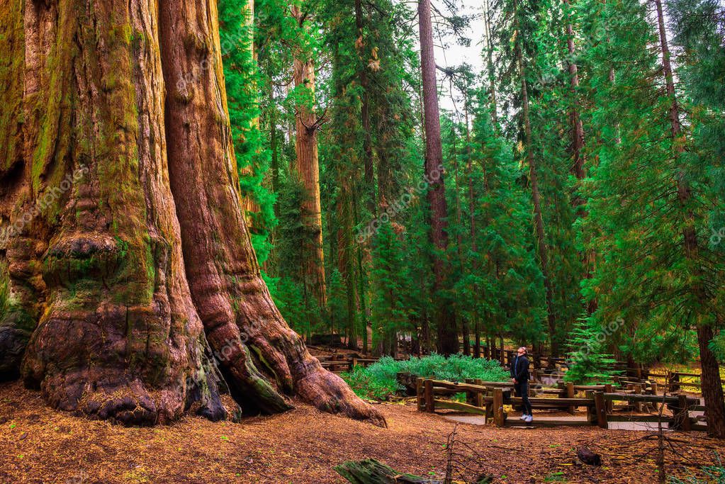 Turista mira hacia arriba en un árbol de secuoya gigante 2023
