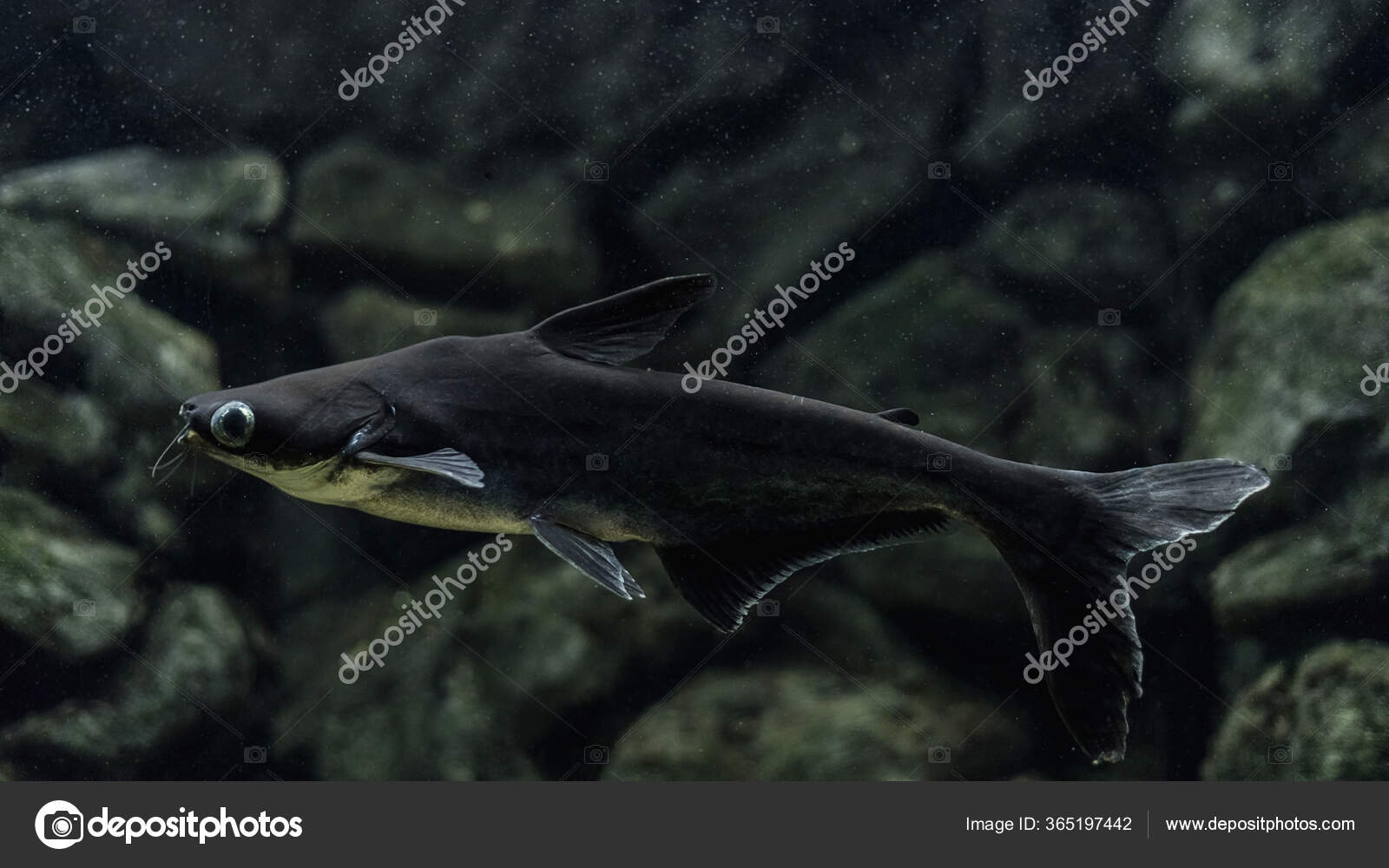Aquarium Black Catfish