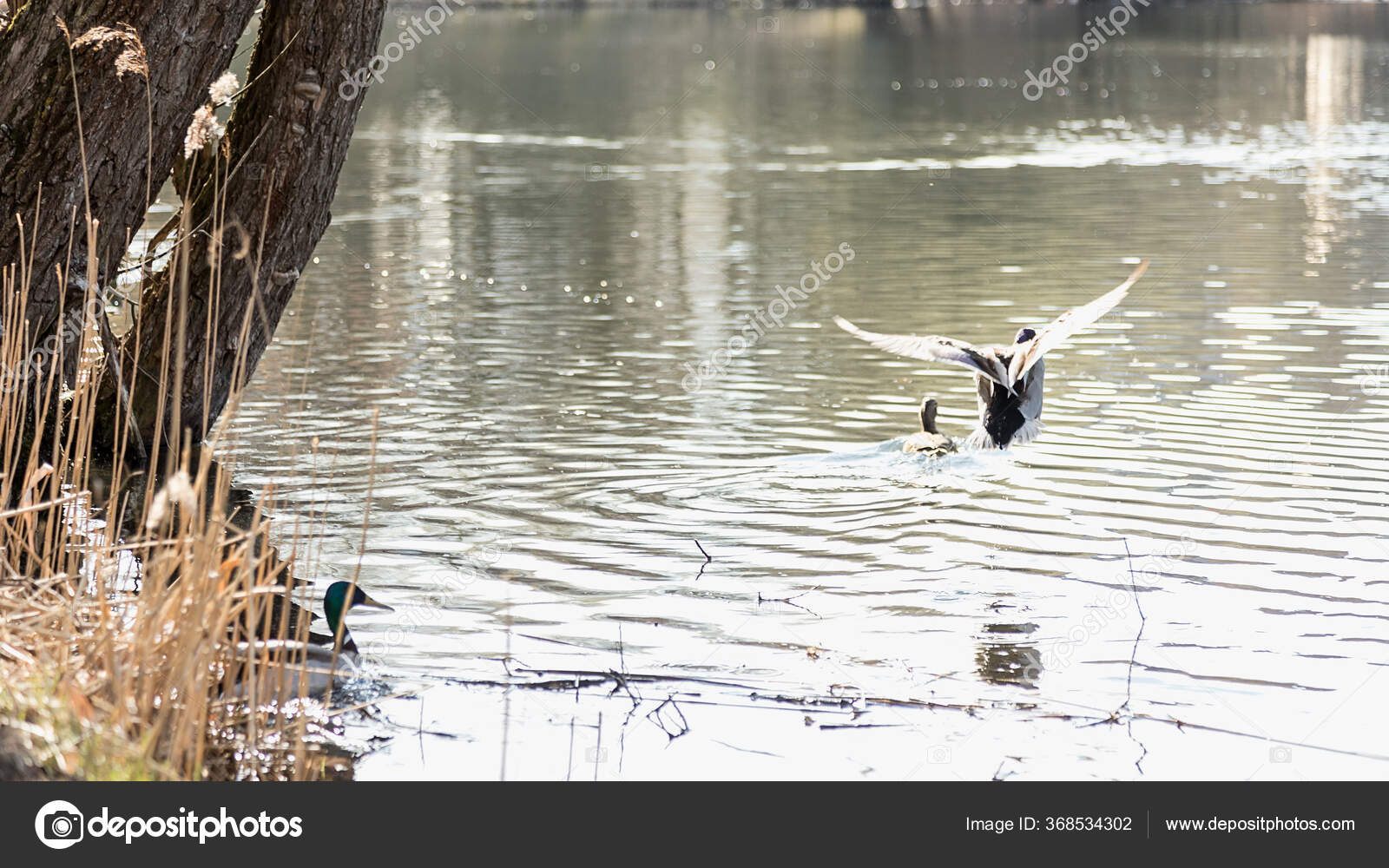 Ducks Arrived Spring Ducks Swim Pond Ducks Shore Female Male — Stock ...