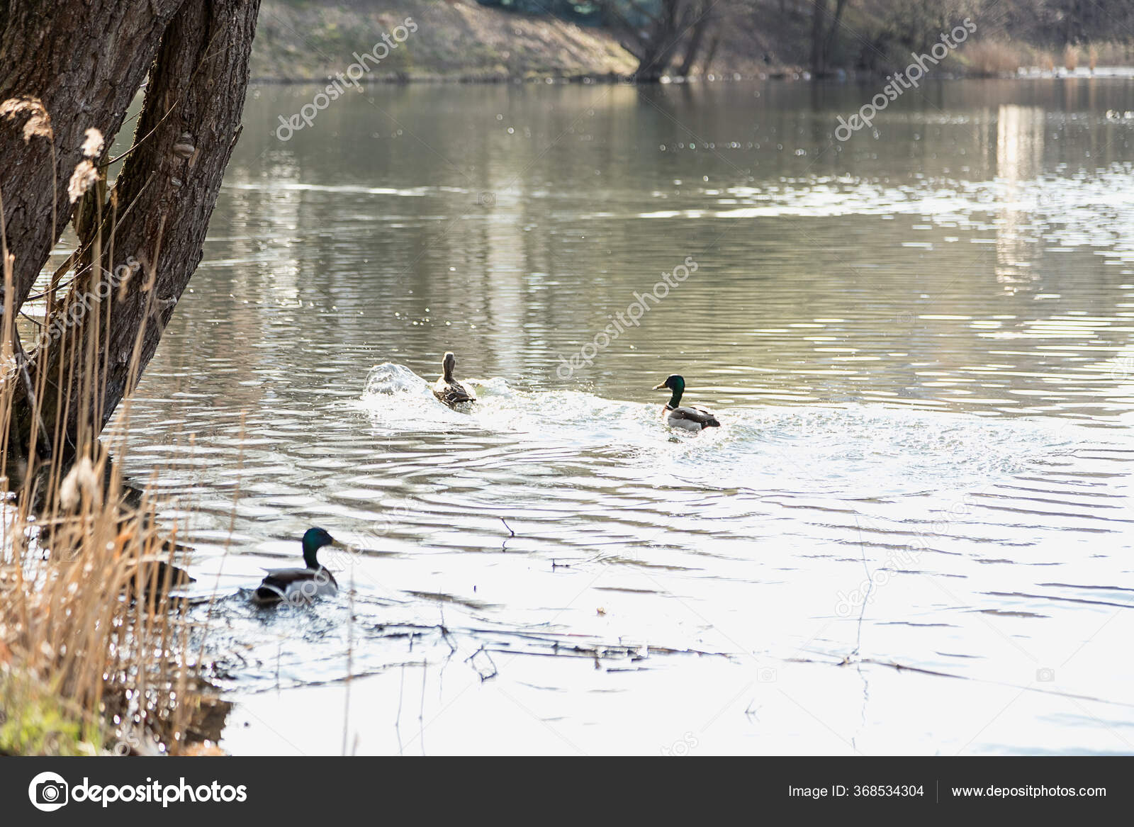 Ducks Arrived Spring Ducks Swim Pond Ducks Shore Female Male — Stock ...