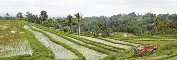 Ricefield Stock Photos, Royalty Free Ricefield Images | Depositphotos