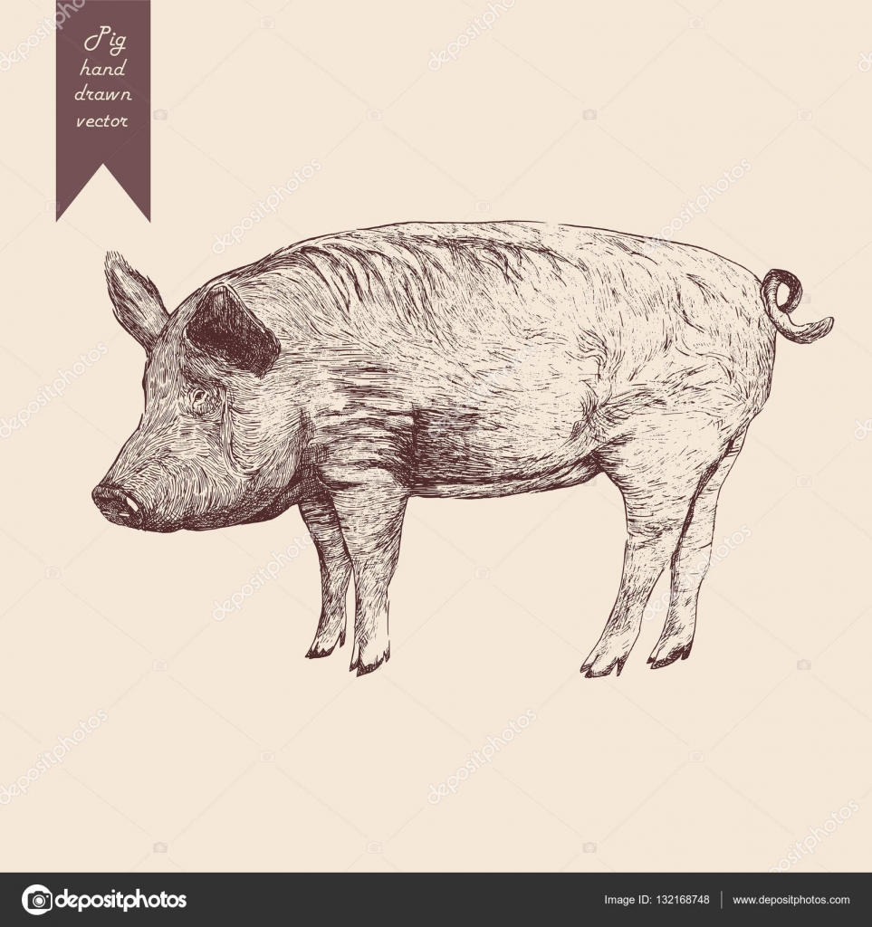 Vintage Pig Illustration