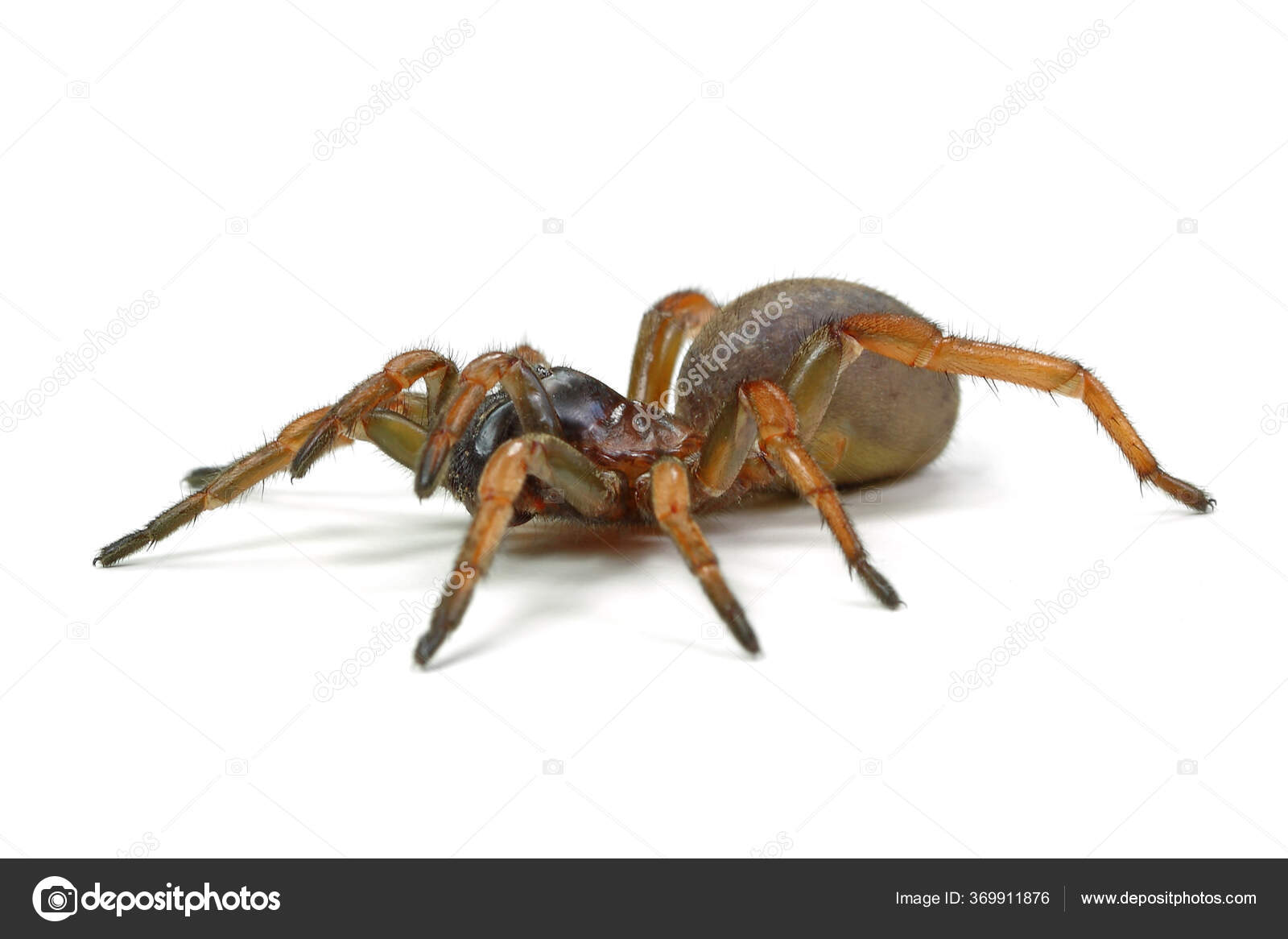 Spider Mygale Close Isolated White Background Stock Photo by ...